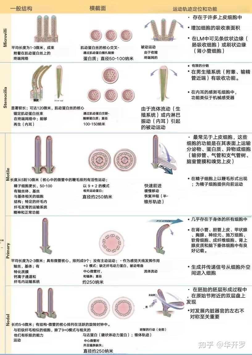 EPITHELIAL TISSUE 上皮组织 - 知乎