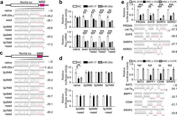 miRNA靶点位于mRNA CDS区的研究 - 知乎