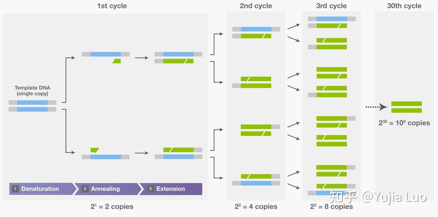 实验方法：DNA定点突变技术（Q5 Site-directed Mutagenesis） - 知乎