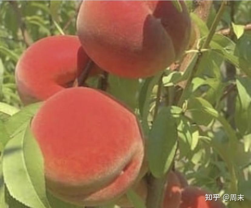 𝐙𝐇𝐎𝐔 𝐌𝐎｜背景图 - 知乎