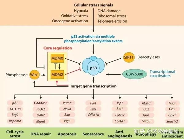 最强抑癌基因P53突变有药了! 半数癌症患者均携带, 靶向新药实现37%完全缓解率！ - 知乎