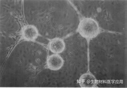 必看！最全SIS-dECM分享——搞懂脱细胞技术基础篇 - 知乎