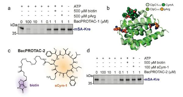 Cell 重磅丨不依赖泛素蛋白酶降解途径的新型 PROTAC - MCE - 知乎