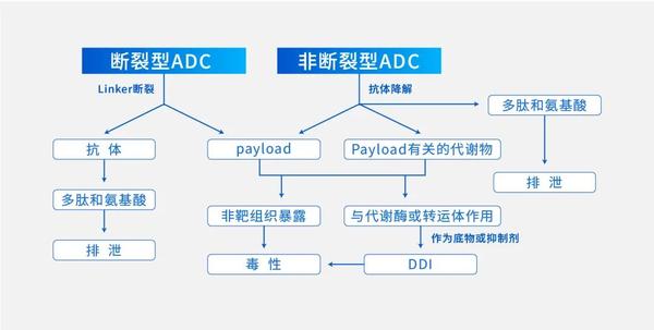 研究抗体偶联药物（ADC）小分子毒素释放和代谢的策略和方法 - 知乎