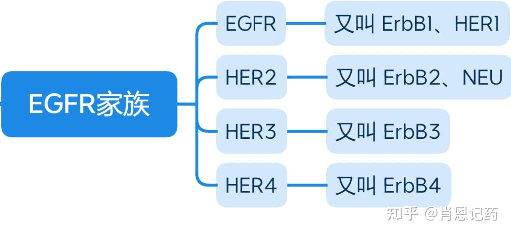 记住所有FDA生物药 | 罗氏4款靶向HER2 | 曲妥珠单抗、帕妥珠单抗、恩美曲妥珠单抗、Phesgo | 乳腺癌等 - 知乎