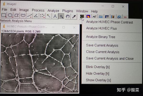 老司机带你使用ImageJ高效分析图片 - 知乎