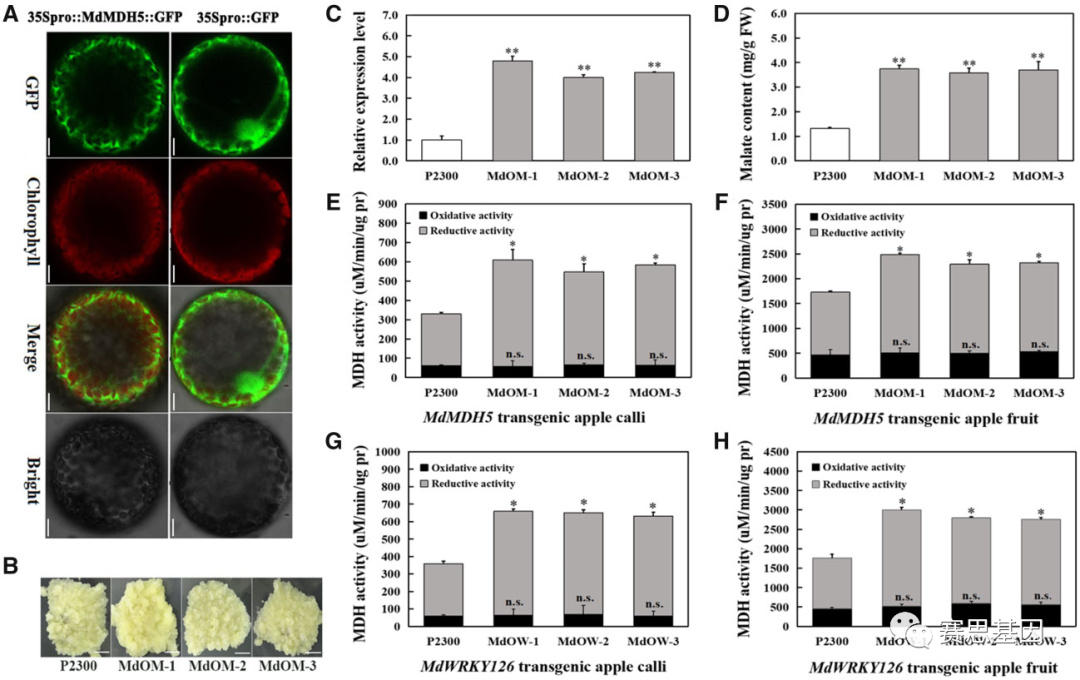 【Plant Physiol】MdWRKY126通过调节苹果酸脱氢酶（MdMDH5）调节苹果果实中苹果酸的积累 - 知乎