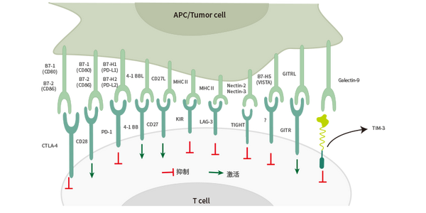 TIM-3靶点科普_机制原理&研究进展 - 知乎