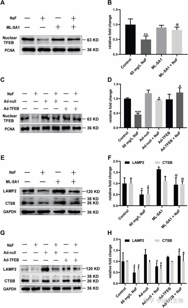 不可小觑的氟神经毒性！氟化物通过抑制TRPML1/TFEB通路诱导溶酶体功能障碍促进氟神经毒性发展 - 知乎