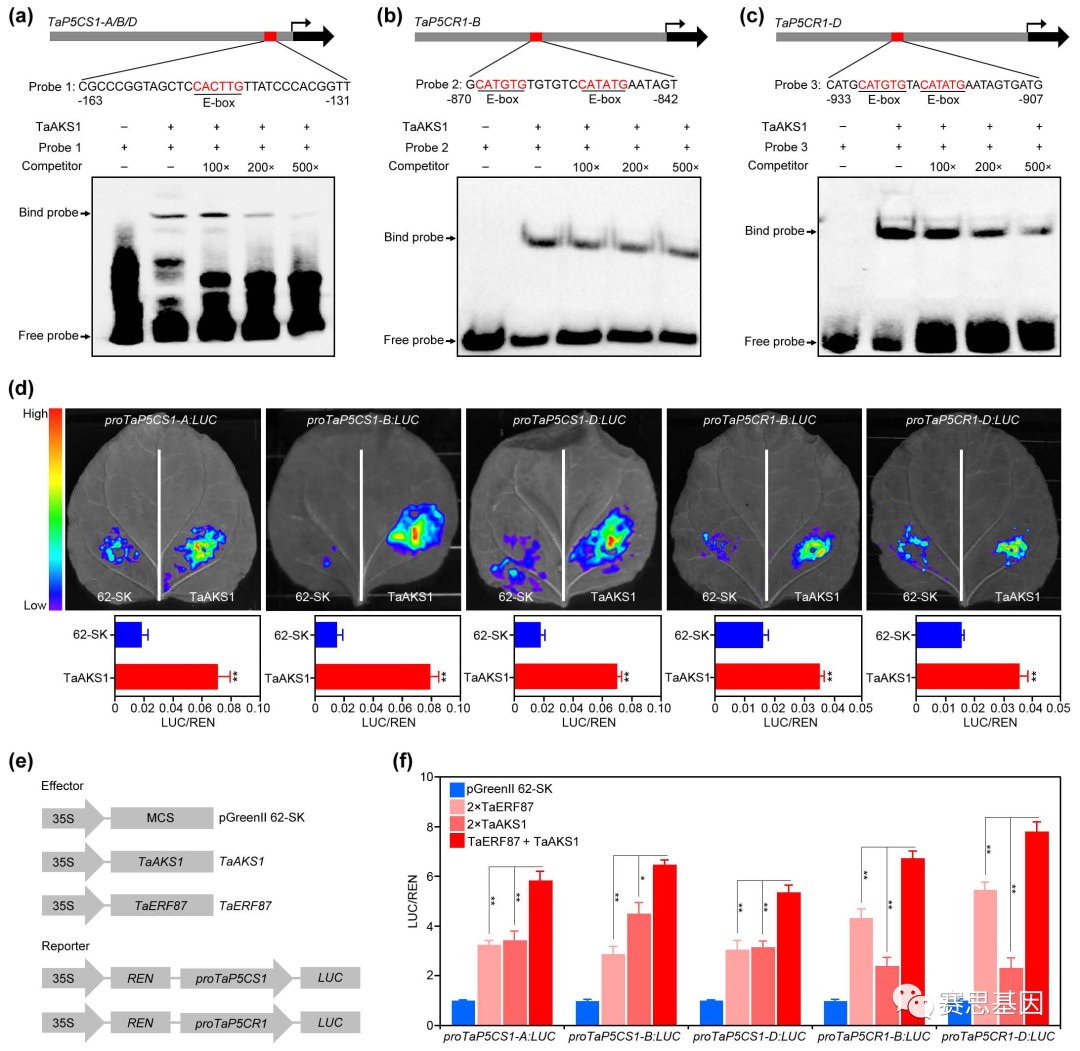 【New Phytol】TaERF87和TaAKS1协同调节TaP5CS1/TaP5CR1介导的脯氨酸生物合成以增强小麦的抗旱性 - 知乎
