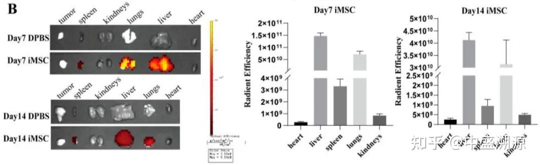 文献解读 | 揭秘iMSC：为何它比传统MSC更受青睐？ - 知乎