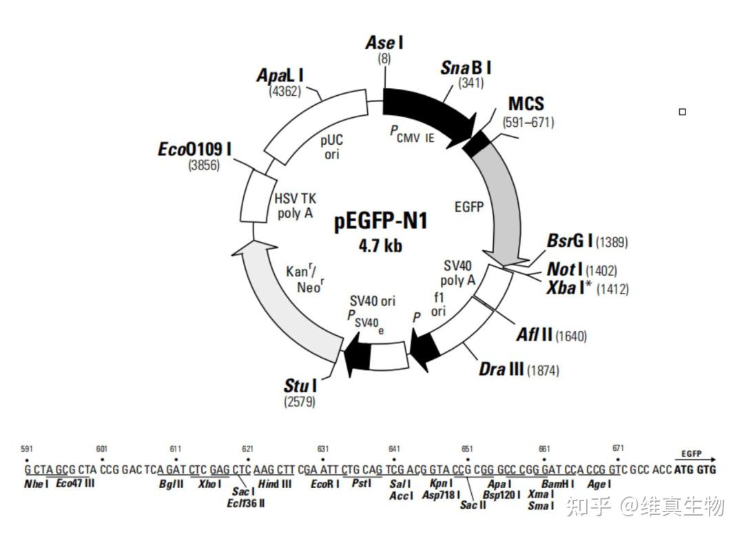 荧光蛋白的应用（上）——标记蛋白 - 知乎