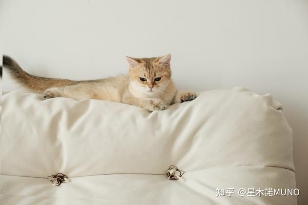 养猫家庭友好家具,如何搭建一个能和猫咪共享的家居环境? 知乎