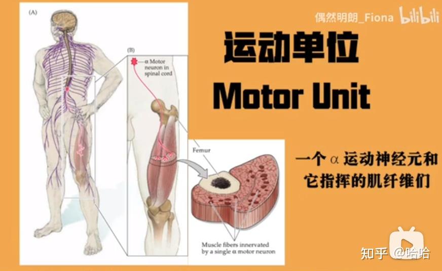 运动单位（motor unit) - 知乎