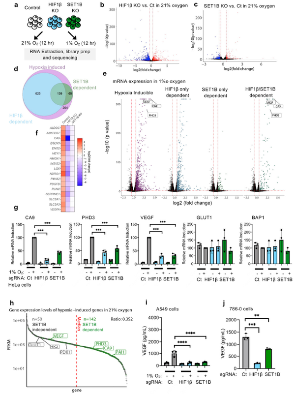Nature Genet|缺氧诱导因子HIF复合体招募组蛋白甲基转移酶SET1B激活缺氧诱导基因 - 知乎