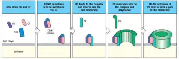 【干货】抗体介导的ADCC和CDC作用 - 知乎