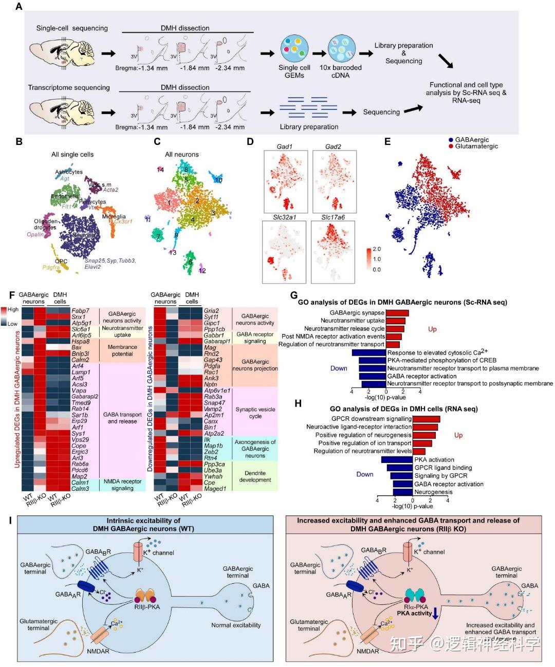Adv Sci︱北京大学郑瑞茂团队揭示下丘脑RIIβ蛋白激酶A（RIIβ-PKA）调控脂肪组织褐变新机制 - 知乎