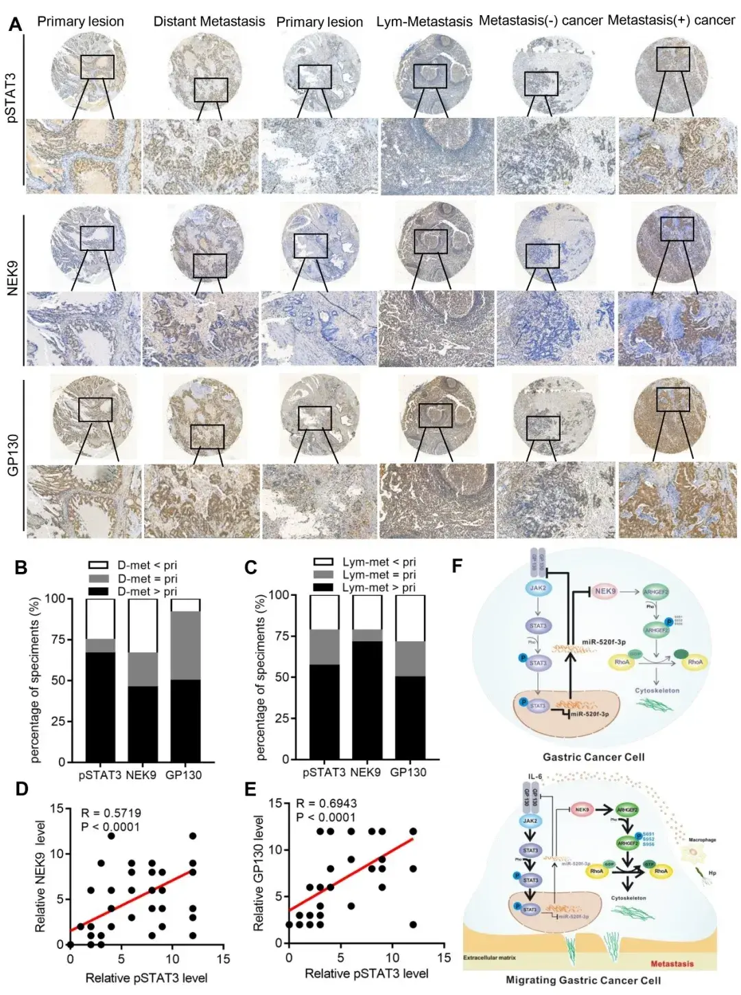 Theranostics:空军军医大学第一附属医院团队揭示NEK9在细胞骨架及胃癌转移中作用和机制 - 知乎