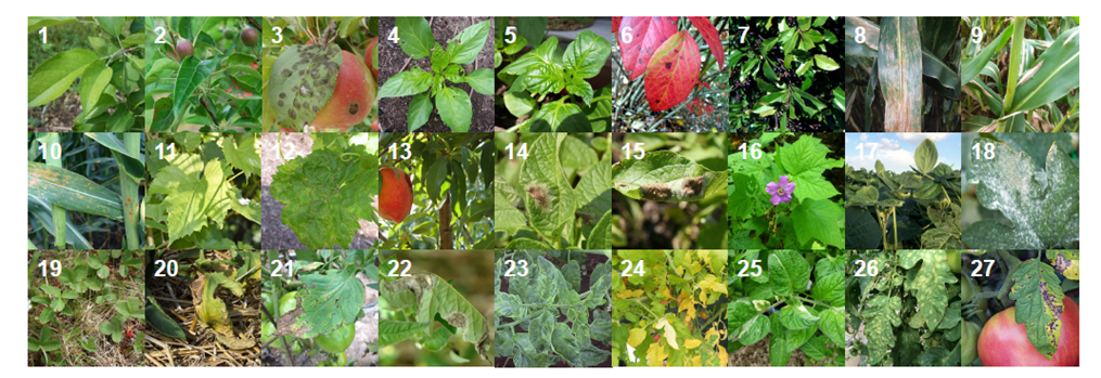 PDDD-PreTrain：一系列常用的预训练模型支持基于图像的植物病害诊断 - 知乎