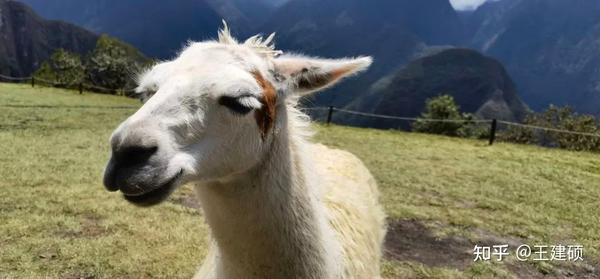 为啥大语言模型都跟羊驼干上了？ - 知乎