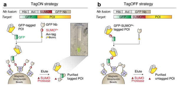 基于纳米抗体的亲和纯化——快速！大规模！高纯度！ - 知乎