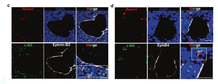 文献速递|首次发现了小鼠胎肝发育中造血干细胞和多能祖细胞扩增的基本功能单元，为造血干细胞的体外扩增提供了新的理论支持。 - 知乎