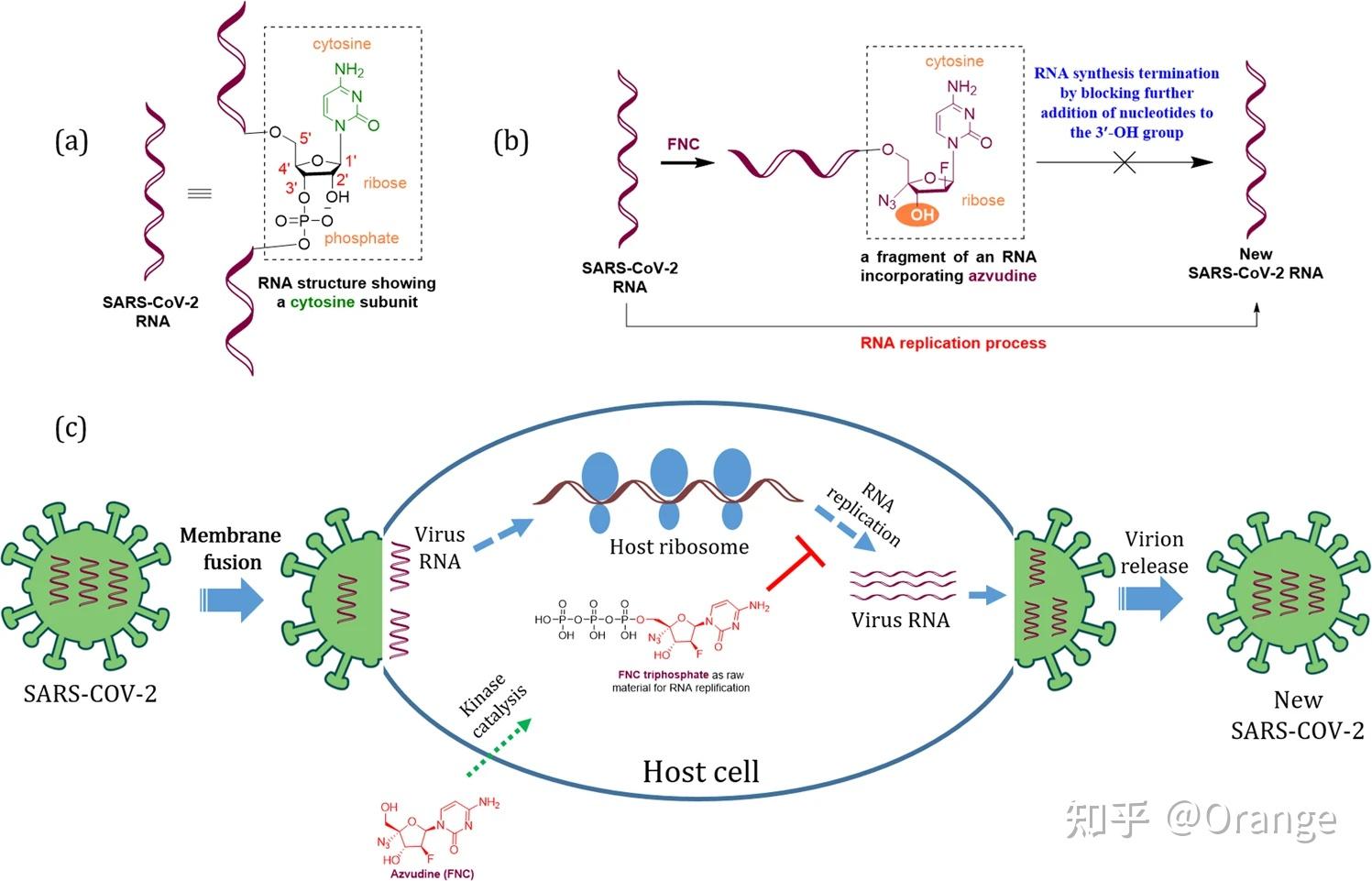 真实生物的阿兹夫定有了解的吗？ - 知乎