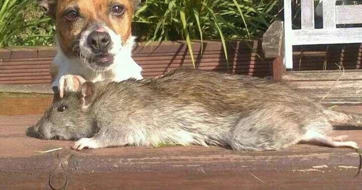 英国捉到比狗还大的老鼠，长达半米多，不是海狸鼠！为何这么大？ - 知乎