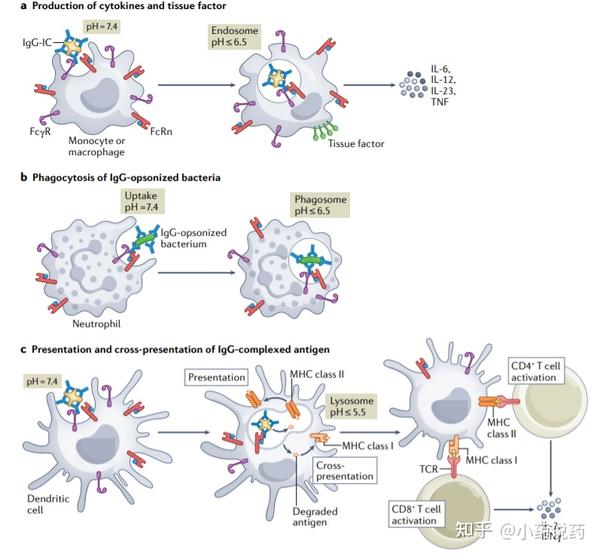 带你了解新生儿Fc受体（FcRn） - 知乎
