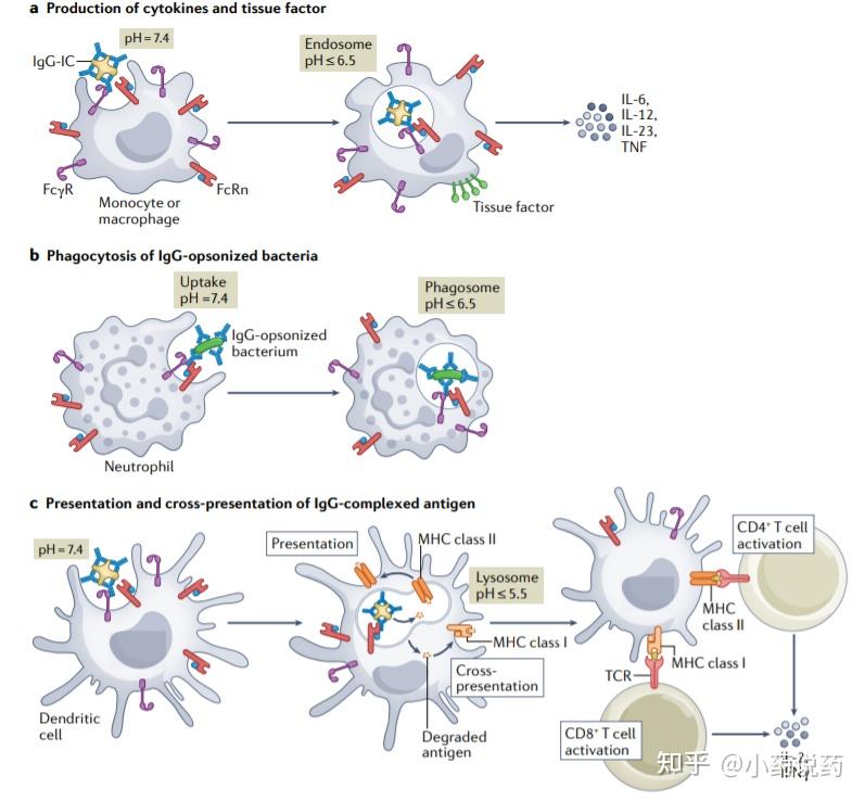 带你了解新生儿Fc受体（FcRn） - 知乎