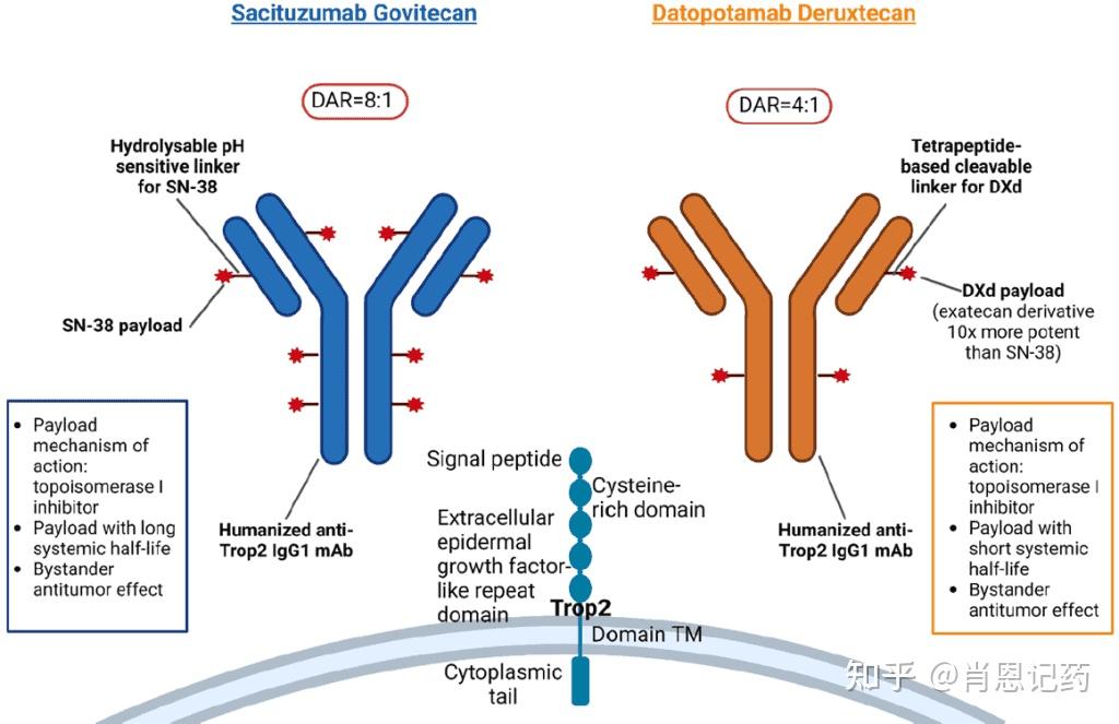 记住所有FDA生物药 | 治疗乳腺癌 | TROP2-ADC | Datopotamab Deruxtecan - 知乎