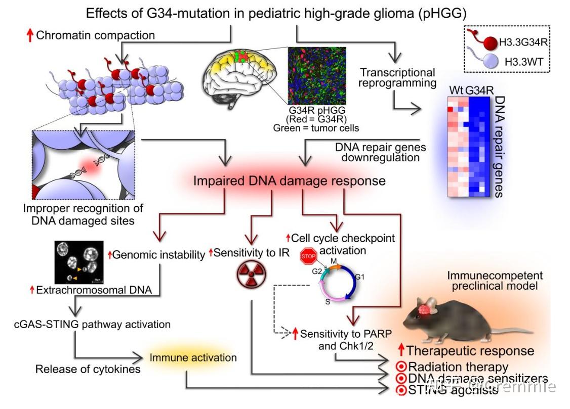 ChIP-seq数据分析全流程实战详解-pHGG的组蛋白修饰分析 - 知乎