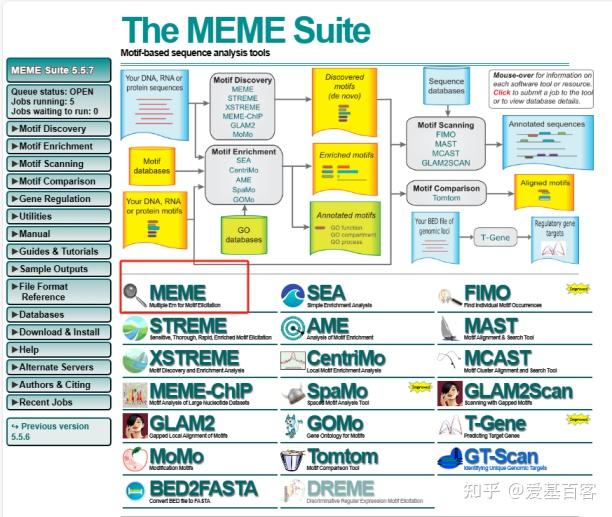 如何进行Motif预测分析和解读？MEME和HOMER全解析 - 知乎