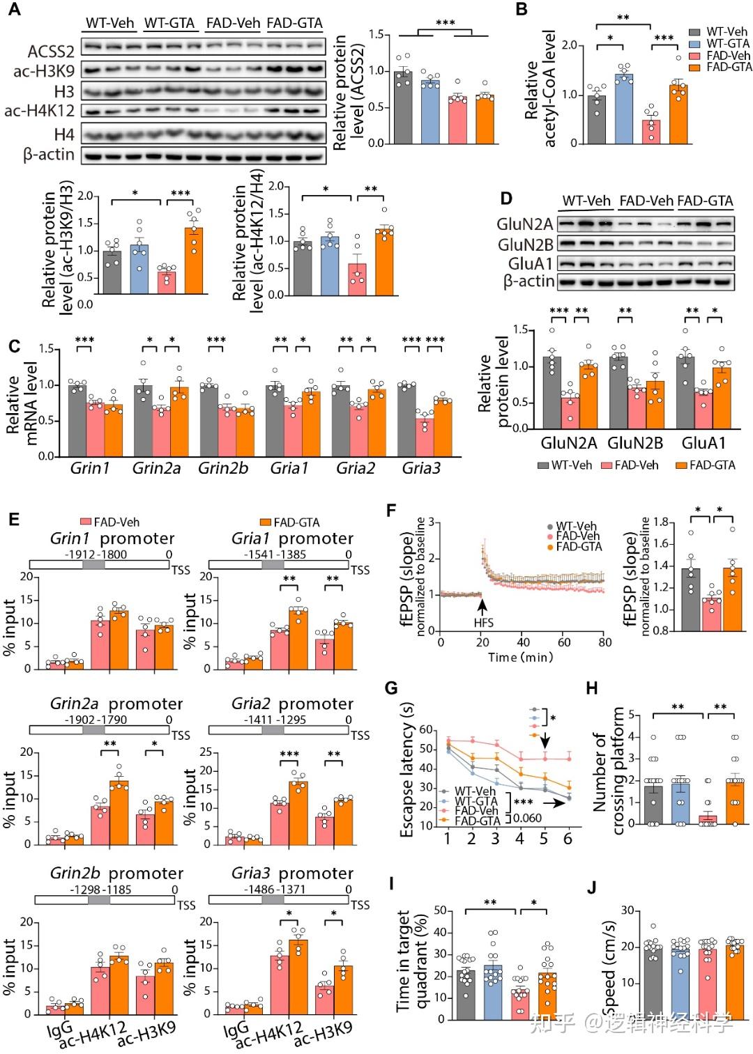 MN︱福建医科大学陈晓春/张静团队揭示ACSS2介导组蛋白乙酰化在阿尔茨海默病认知功能调控中的重要作用 - 知乎