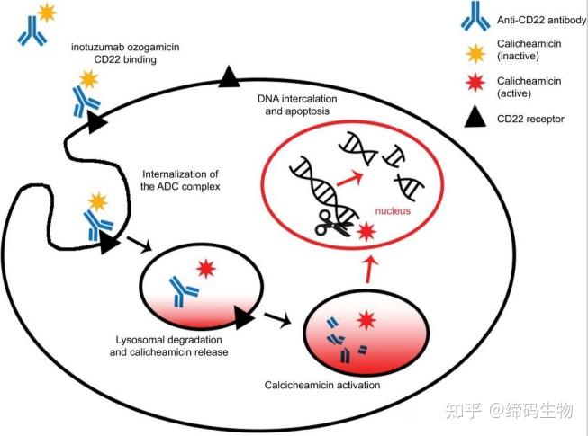 肿瘤免疫靶点 | CD22 - 知乎