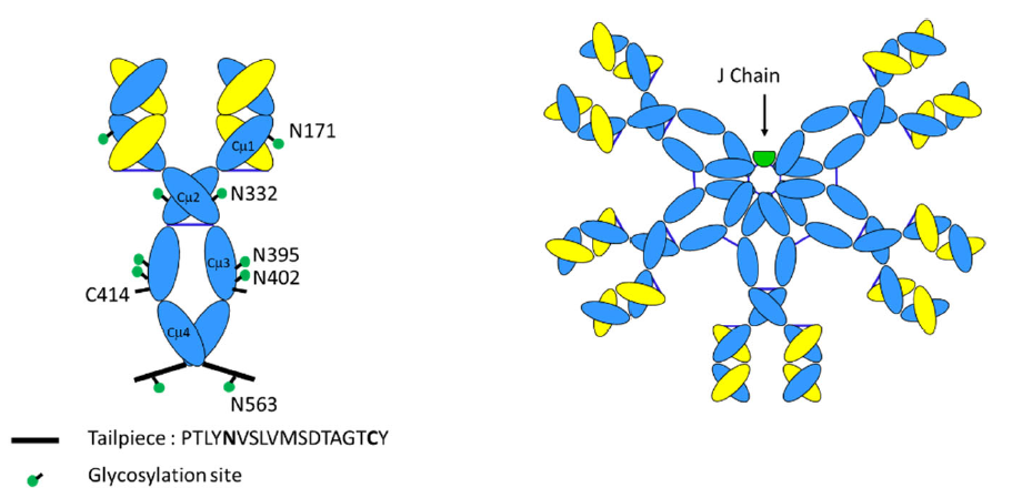 驾驭抗体的Avidity - 知乎