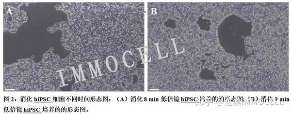 hiPSC人诱导多能干细胞培养教程 - 知乎
