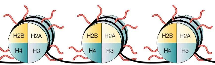 Nature Commu | 组蛋白变体H2A.Z调节合子基因组激活 - 知乎