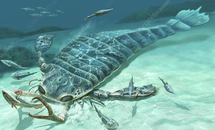 广翅鲎目Eurypterida全部物种中文译名 - 知乎