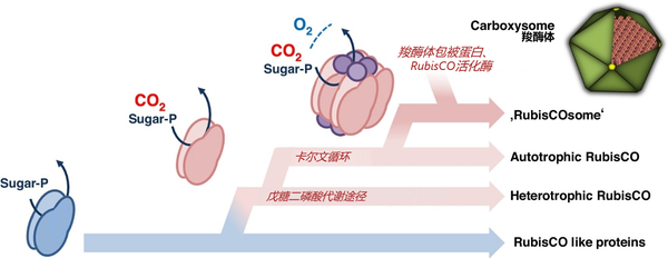 聊聊RuBisCO - 知乎