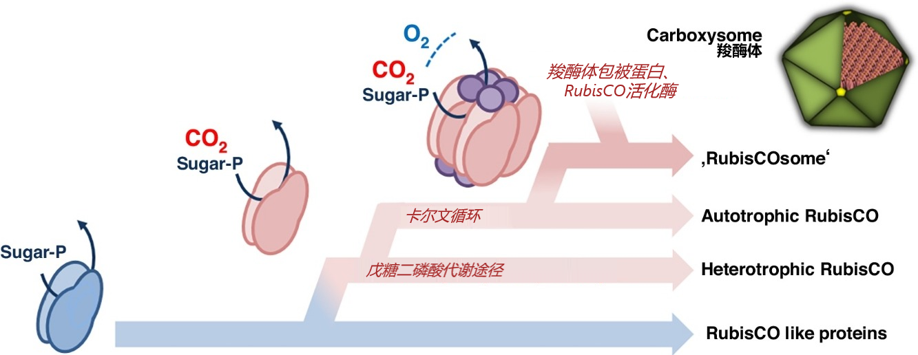 聊聊RuBisCO - 知乎