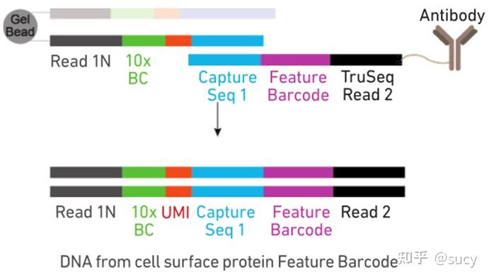 蛋白组学 - 知乎