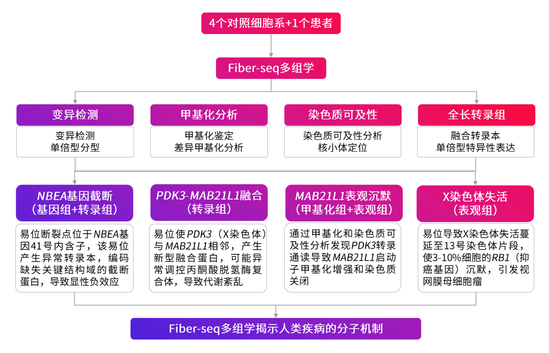 贝瑞基因解密：解锁人类基因组奥秘的“超级钥匙”——Fiber-seq - 知乎
