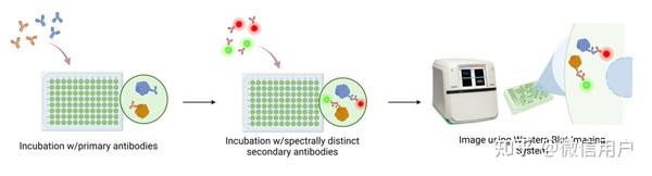 In-Cell ELISA/ Western blot 怎么做 ICE/ICB？ - 知乎