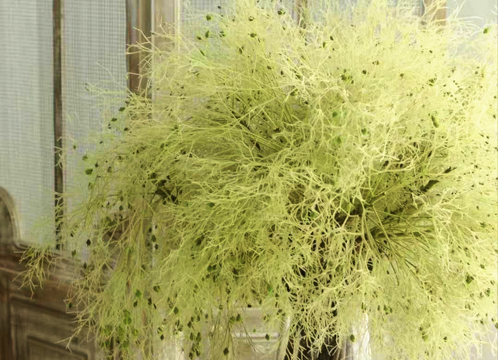 花卉揭秘——鲜切花材“柔丝”是什么植物？ - 知乎