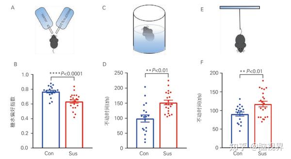小鼠慢性社交挫败应激模型（CSDS）的建立及评价研究 - 知乎