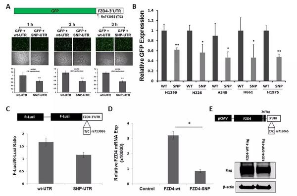 研究思路——基因3’UTR区域发生突变，从而影响miRNA与基因的结合，导致基因的调控异常怎么办？ - 知乎
