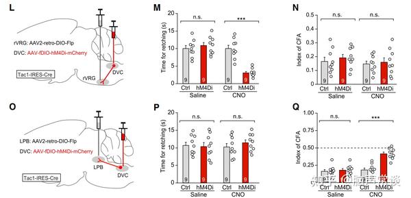 Cell丨北京生命科学研究所曹鹏课题组揭示背侧迷走复合体相关环路介导了食物中毒和化疗引起的防御反应 - 知乎