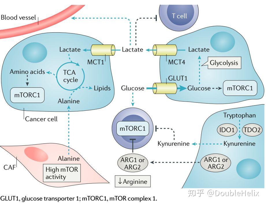 医学生物信息学文献第9期：mTOR信号和细胞代谢是癌症的共同决定因素 - 知乎