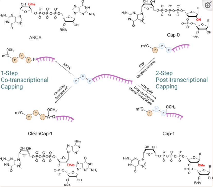 【耀文解读】深度解析mRNA序列元件：Cap, CDS, UTR, polyA - 知乎